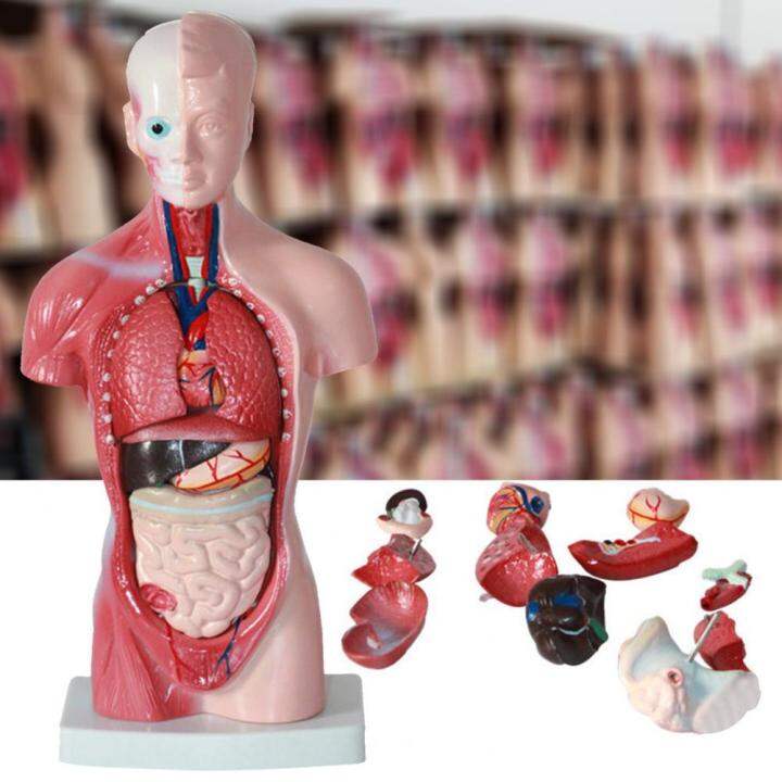 15Pcs/Set Internal Organs Model Anatomical Teaching Tool Anatomy Human ...