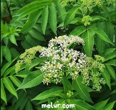 Pokok sangitan/kerak nasi | Lazada