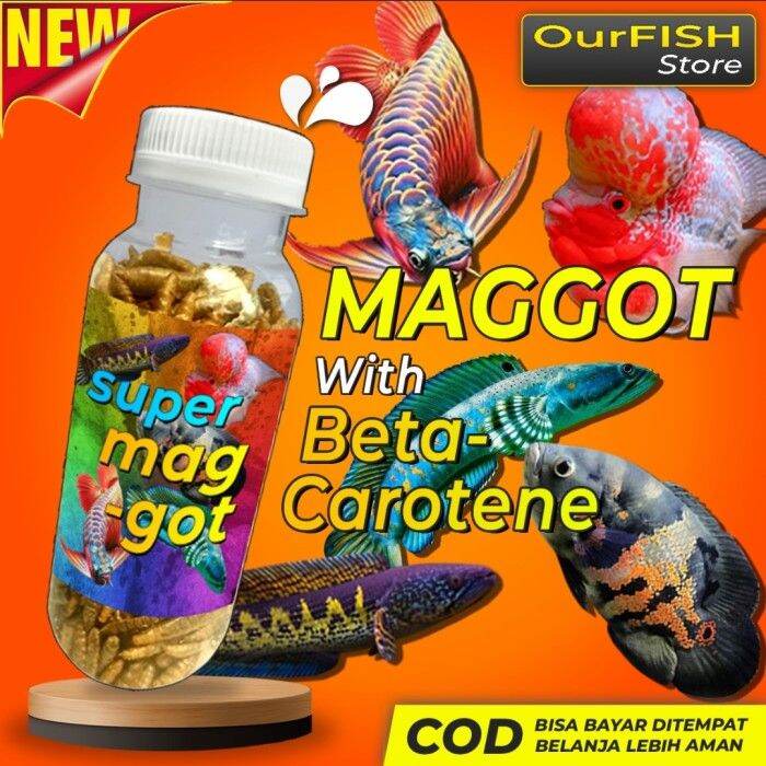 Super Maggot With Beta-Carotene Pakan Ikan Predator Louhan Arwana ...