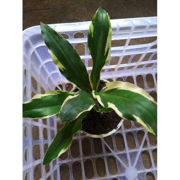 Japanese Sacred Lily Variegated/Rohdea Japonica Chirimen Boshi live ...