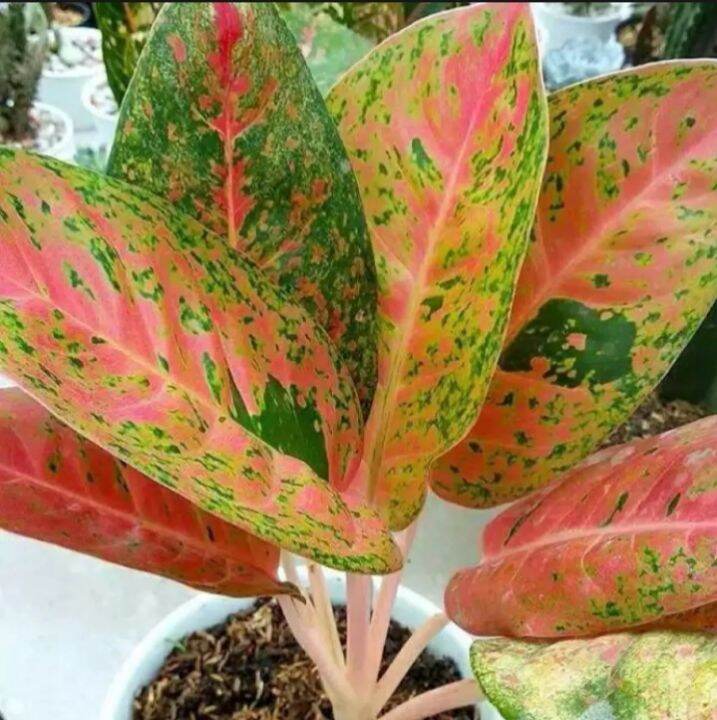 bunga aglonema big roy cantik | Lazada Indonesia