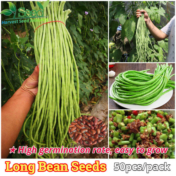 [Fast Germination] Long Bean Seeds Cowpea Seeds Vegetable Seeds for Planting (50 Seeds/Pack ...