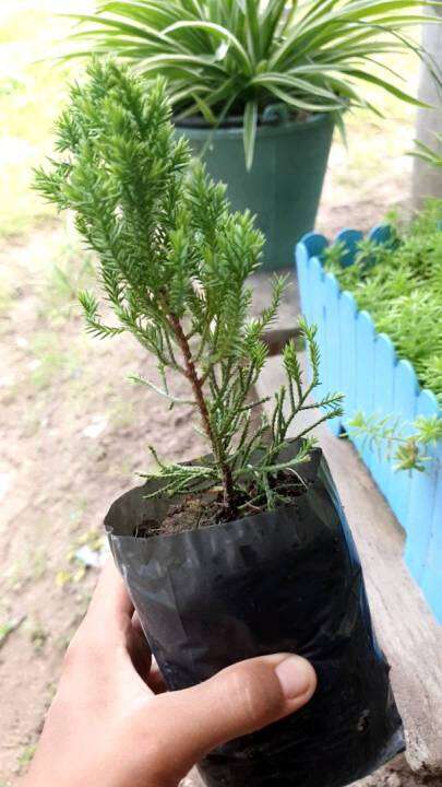 PAKET 3 POT 】Tanaman hias hidup pohon cemara asli bibit bunga hiasan ...