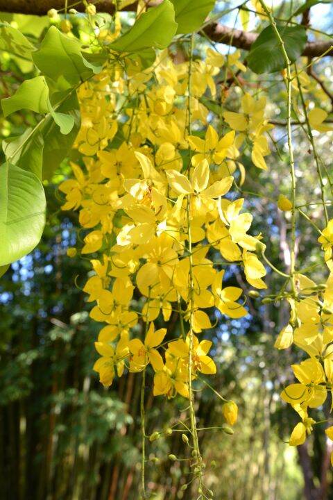Golden shower tree seedling | Lazada PH