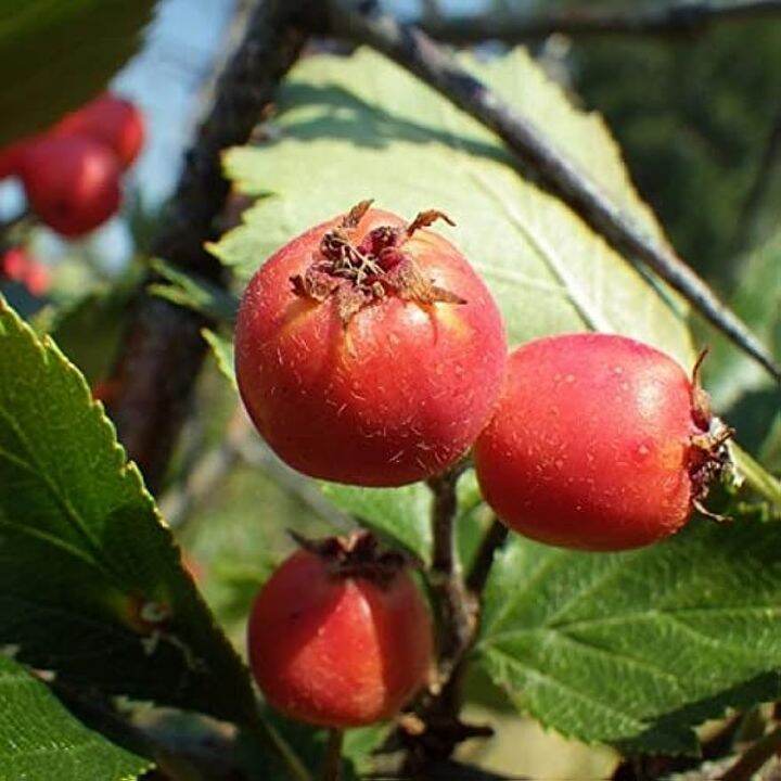 Downy Hawthorn Crataegus Mollis Seeds. | Lazada PH