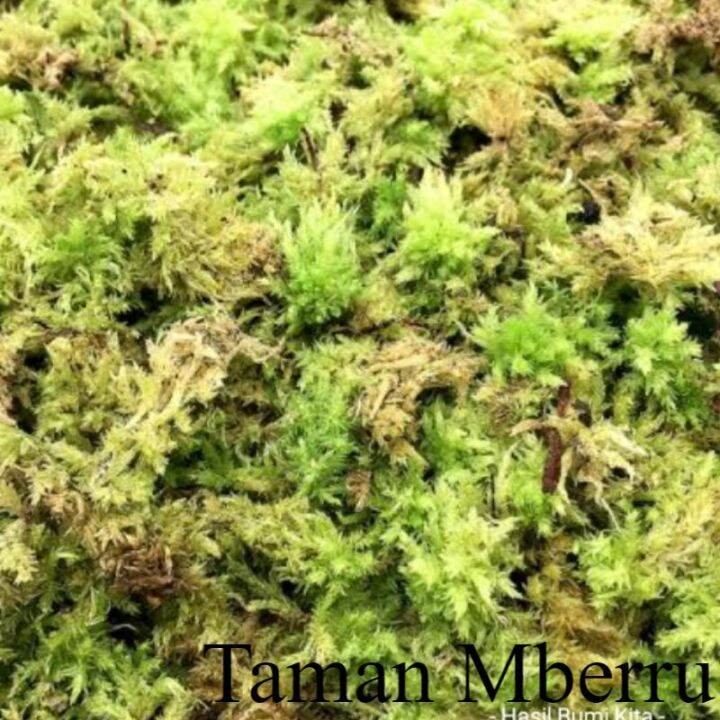 Spagnum Moss Lumut hidup 250g media tanam lumut hutan fresh lumut segar ...