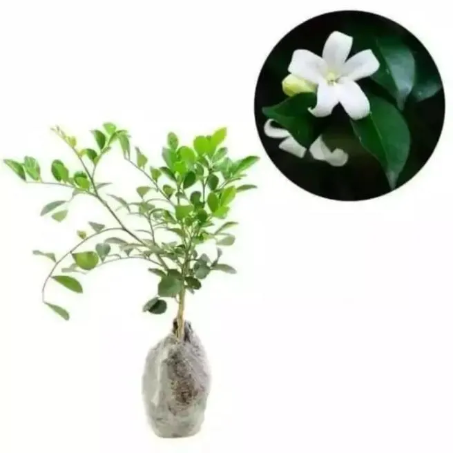 Bunga Kemuning / Murraya Paniculata - tanaman hias | Lazada Indonesia