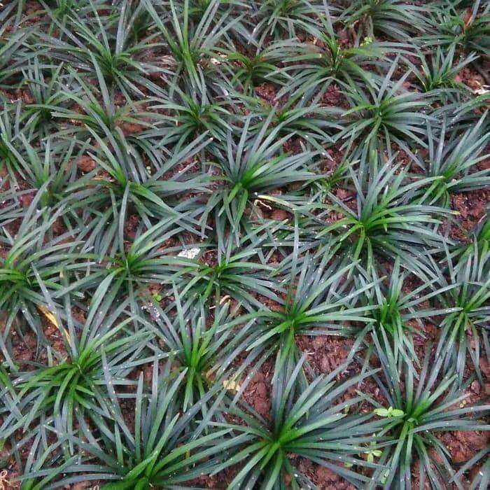 Tanaman hias kucai mini / rumput kucai mini / paket hemat 50 ukuran 1 ...