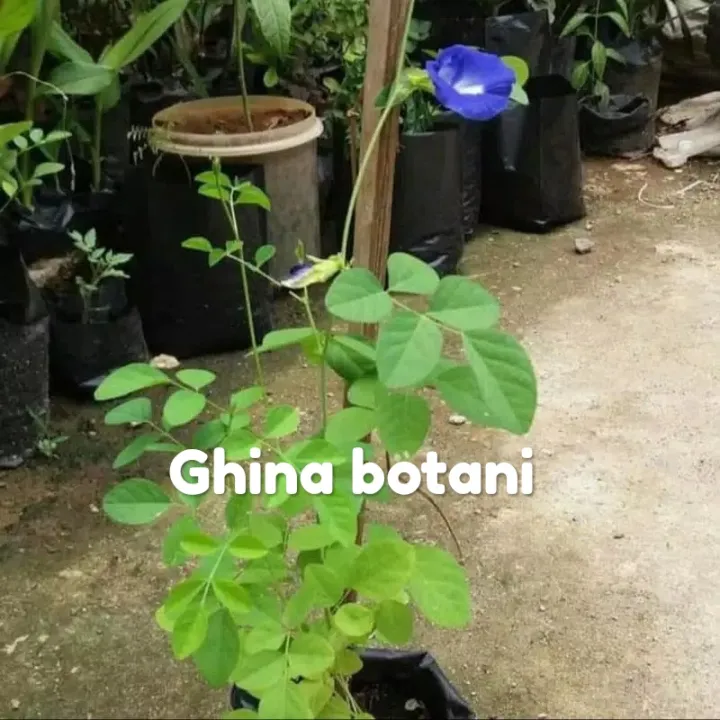 Tanaman Herbal Bunga Telang / Pohon Herbal Bunga Telang | Lazada Indonesia