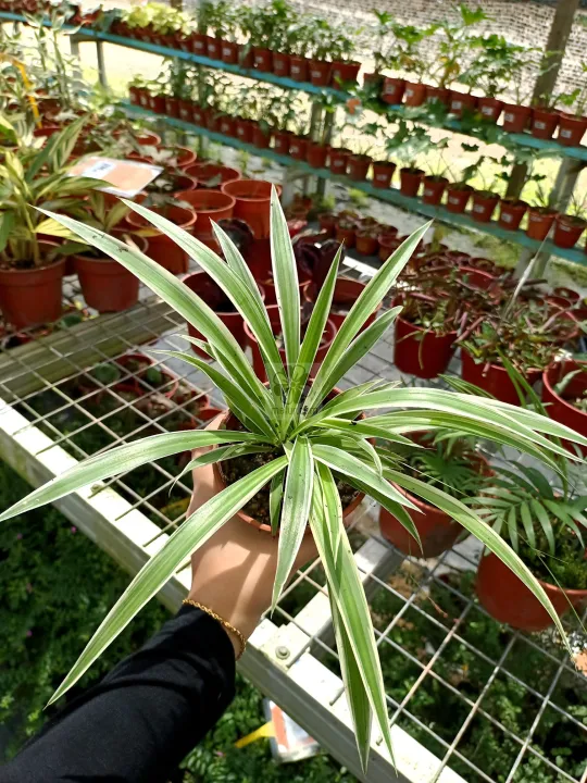 MDC- Spider Plant INDOOR plant / Pokok Spider Plant / Pokok Labah-labah ...