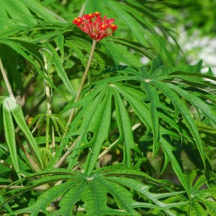 Stek tanaman Yodium yudium tanaman betadine obat luka | Lazada Indonesia