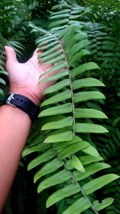 Peruvian Fern or Long John Pendulant Fern. Nephrolepsis | Lazada PH