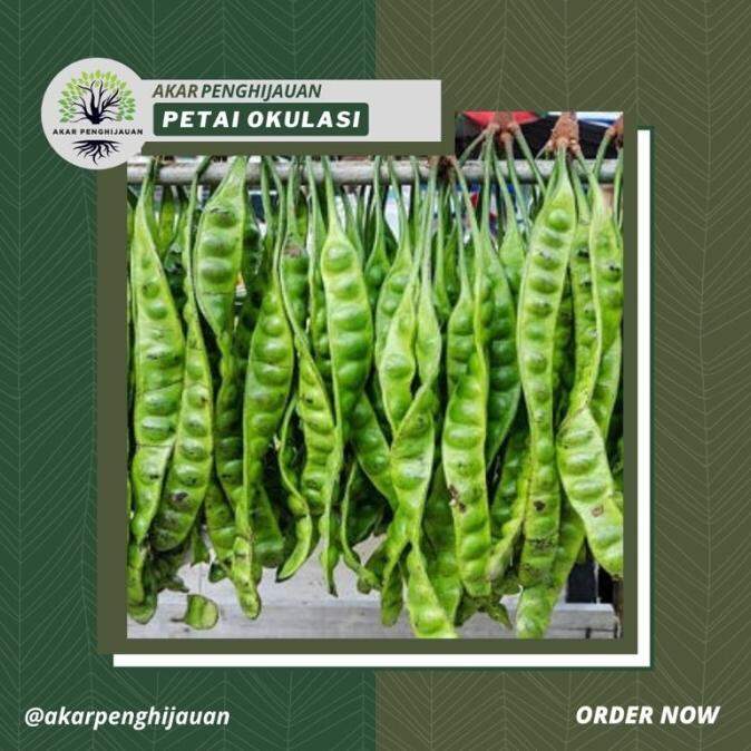 Bibit Petai Pete Okulasi tanaman buah hidup siap tanam tanaman unggul ...