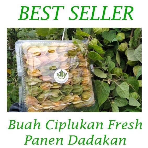 BUAH CIPLUKAN 1 KG SEGAR PANEN DADAKAN /CECENDET | Lazada Indonesia