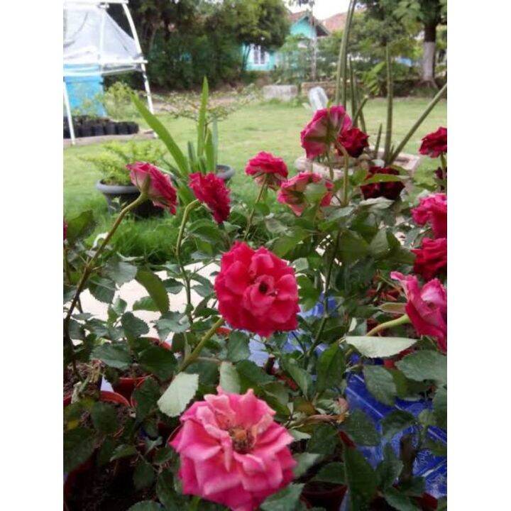 bibit bunga mawar sudah berbunga berbagai warna | Lazada Indonesia