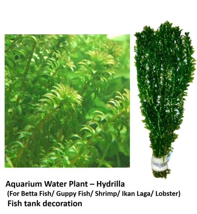 HYDRILLA RUMPAI AIR untuk Ikan Laga, Guppy, Lobster dan Akuarium Air ...