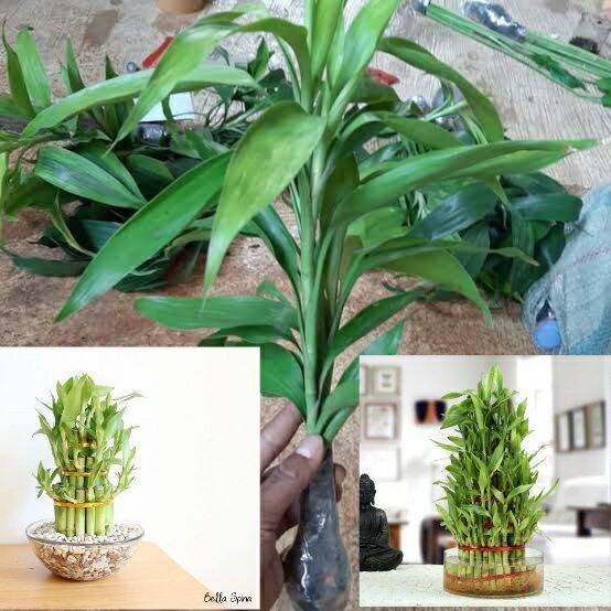tanaman herbal sri rezeki/pohon hoki (10 pohon) | Lazada Indonesia