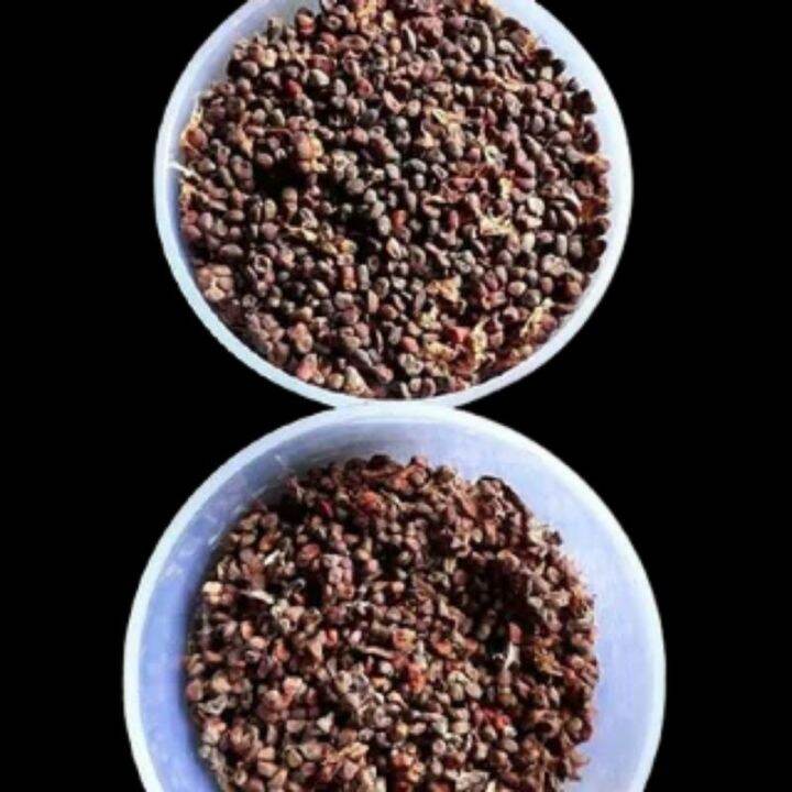 50 biji BIBIT HONJE / KECOMBRANG BUAH MERAH | Lazada Indonesia