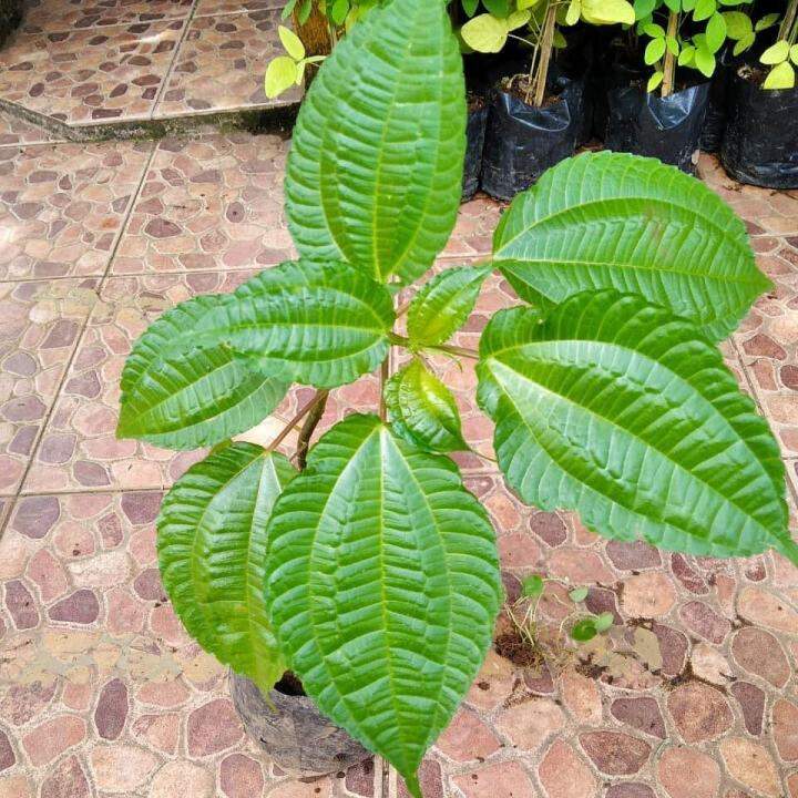 tanaman hidup pohpohan obat herbal sekaligus buat lalapan | Lazada ...