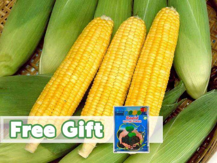 SUPER SWEET CORN SEEDS - ( 10 pcs seeds ) super sweet corn variety ...