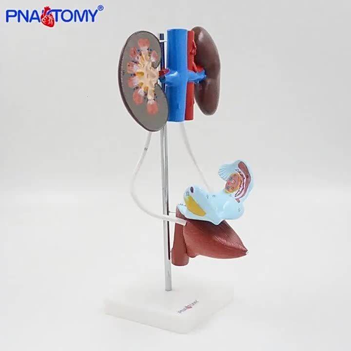 Life size female urinary system model kidney artery and vein bladder ...