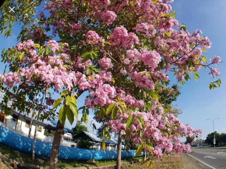 Bunga Sakura Malaysia/READY STOCK/Borneo Sabah/Sakura Pink [ TABEBUIA ...