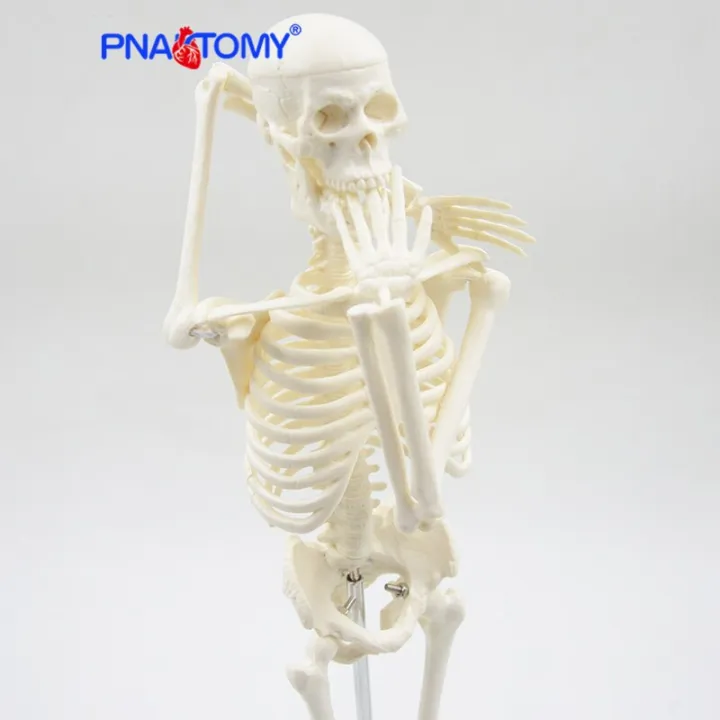 45CM Human Skeleton Model Flexible Arms And Legs Spine Anatomy Educational Tool Teaching Art ...
