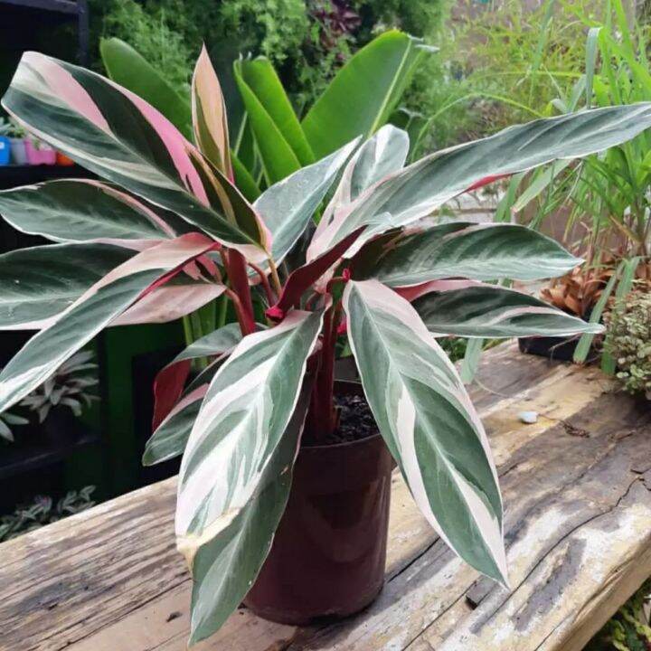 Tanaman Hias maranta tricolor/ tanaman maranta/ maranta tricolor ...