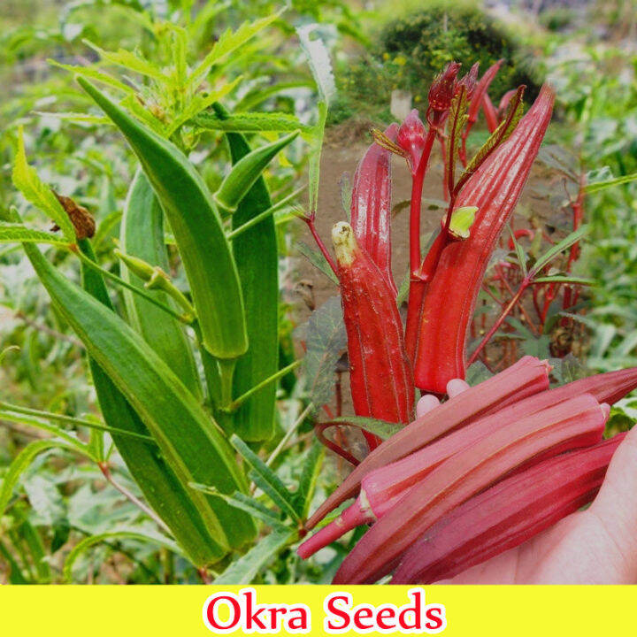 [Quick Delivery] Mixed Varieties Organic Okra Seeds for Planting (50 ...