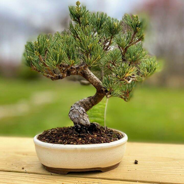 Kedai 1 Benih Biji Pinus Putih White Pine Cedar Japanese Hinoki Cypress ...
