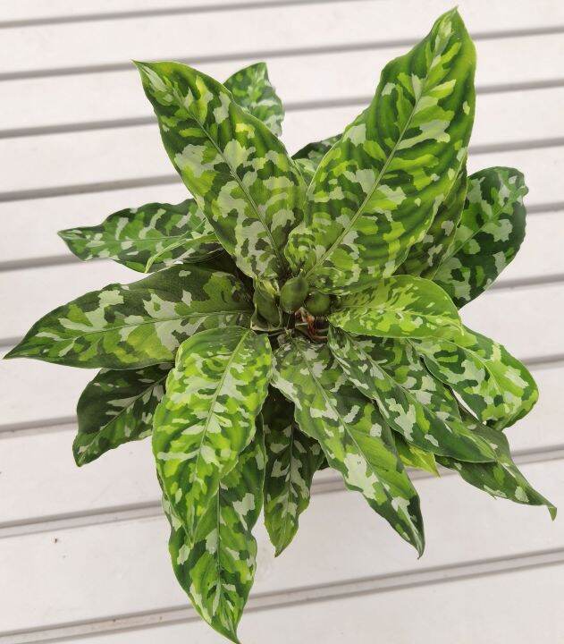 NMS / (Live Plant / Fresh Plant) Aglaonema Pictum Tricolor/ 迷彩叶/ Army ...
