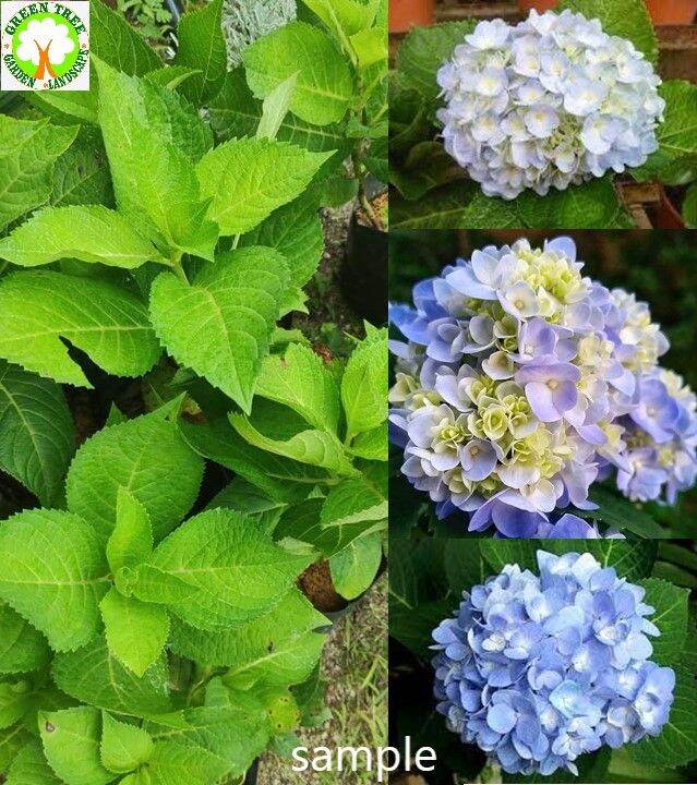 Live Plant: Hydrangea Macrophylla Sapling / Bunga Siti Zubaidah Kampung ...