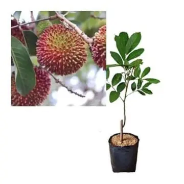Pohon Rambutan Rapiah
