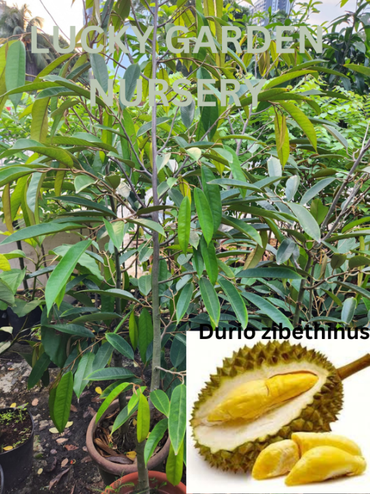 Grafted Durian tree/fruit tree/Durio zibethinus | Lazada PH