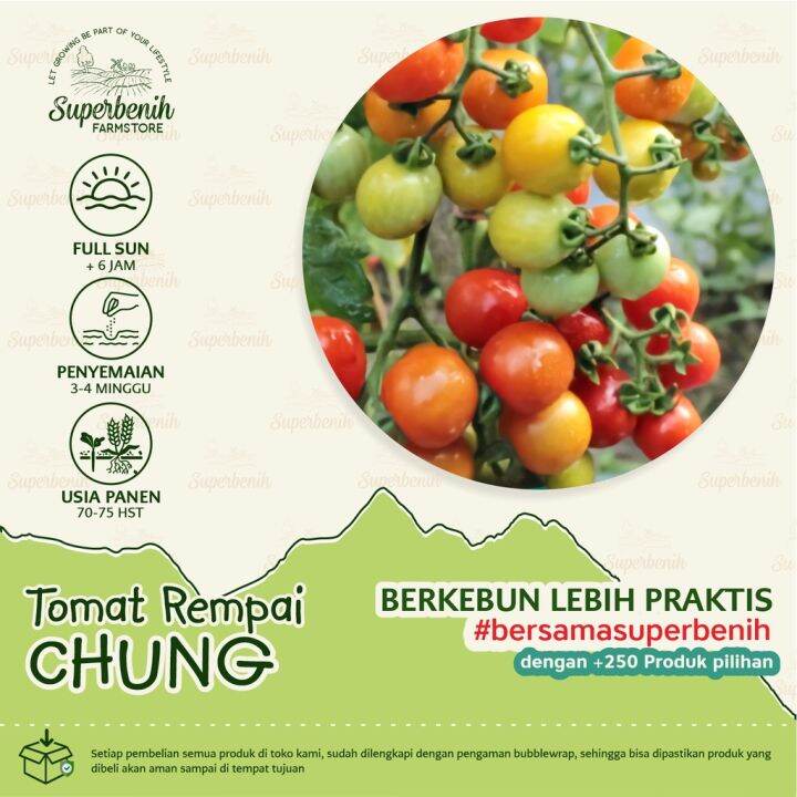 25 Biji - Benih Tomat Chung, tomat rampai biasa untuk sambal | Lazada ...