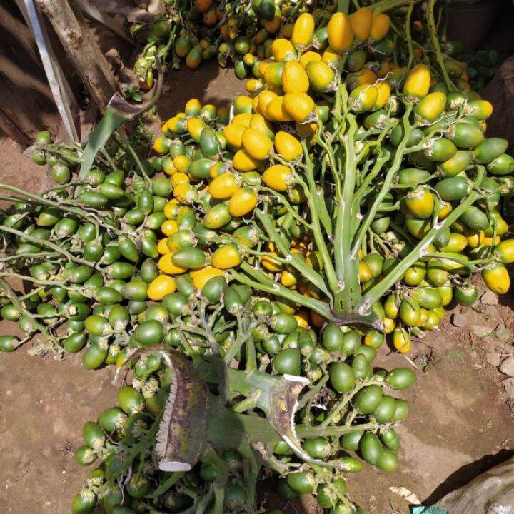 Buah pinang muda, pinang tua, pinang kering / buah jambe | Lazada Indonesia