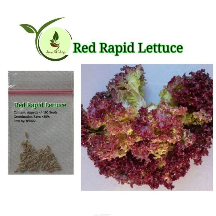 Red Rapid Lettuce 100 Seeds | Lazada PH
