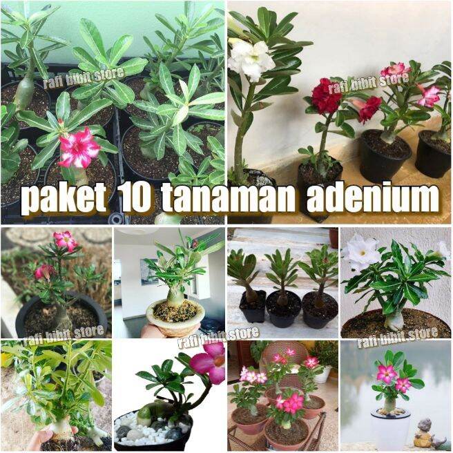 Paket Murah 10 Tanaman Hias Adenium Tanaman Hias Kamboja Jepang