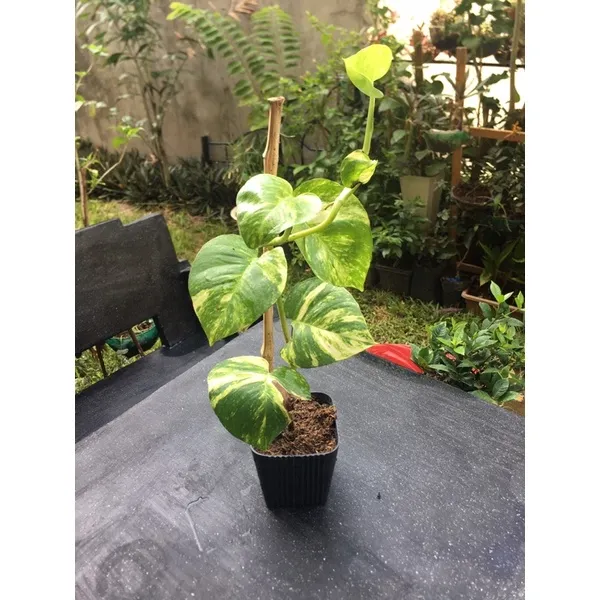 Wu:Baby Giant Golden Pothos | Lazada PH