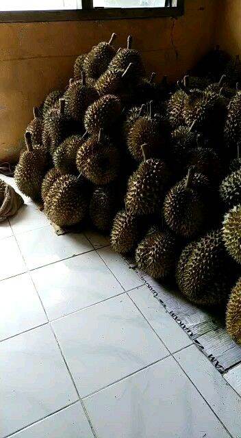 Durian Montong Isi Tebal Biji Tipis Dijual per 10kg | Lazada Indonesia