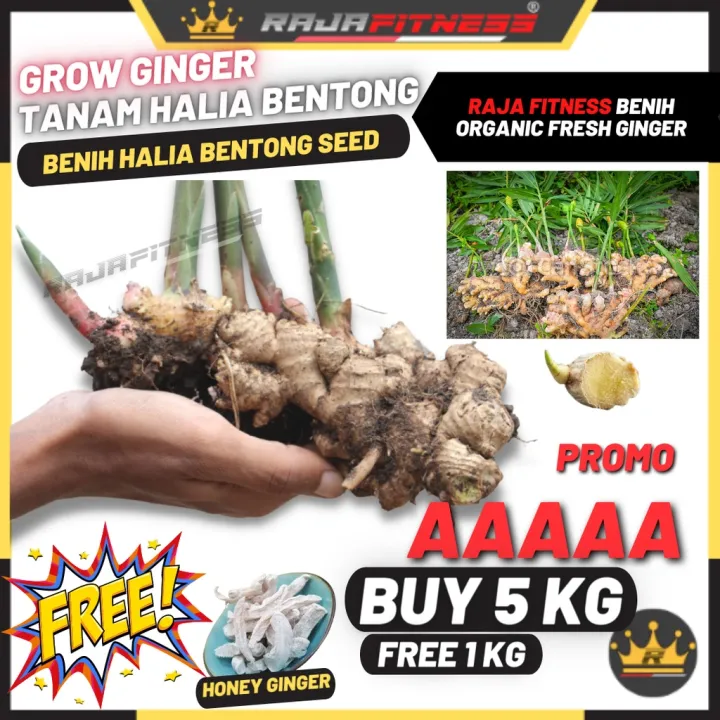 AAAAA Benih Pokok Halia Bara Bukit Tinggi Bentong Ginger Jahe Bentung ...