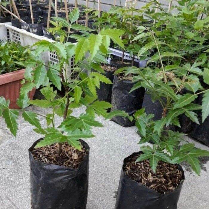 ( Beli 7 Gratis 1 ) Bibit Tanaman Pohon Mimba Berkhasiat bibit mimba ...