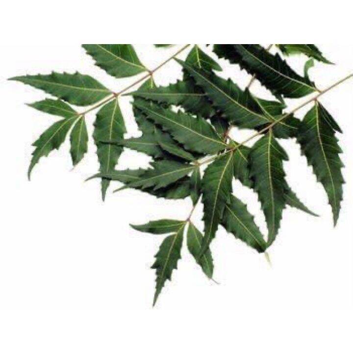 Pokok semambu neem mambu pokok daun semambu | Lazada