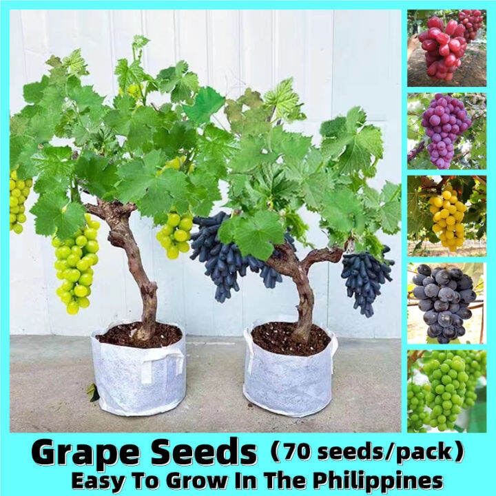 [Fast Germination] 70pcs Fresh Bonsai Grape Seeds for Planting Fruits Delicious Fruit Seeds ...