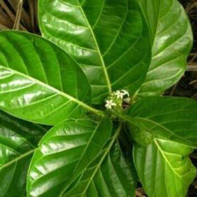 Daun Mengkudu/Pace Asli dan Segar: Varian 500-1000 Lembar, Harga ...