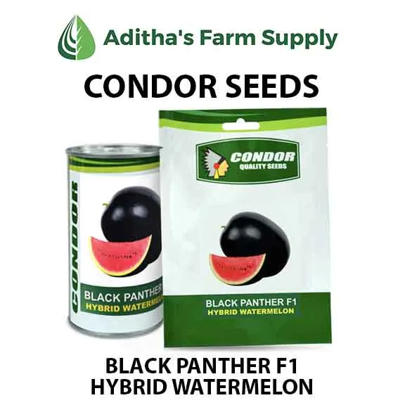 【Aw1FENpD】Condor Seeds: Black Panther F1 (Hybrid Watermelon) | Lazada PH