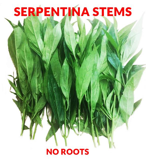 FRESH LEAVES MEDICINAL SERPENTINA STEMS (NO ROOTS) | Lazada PH