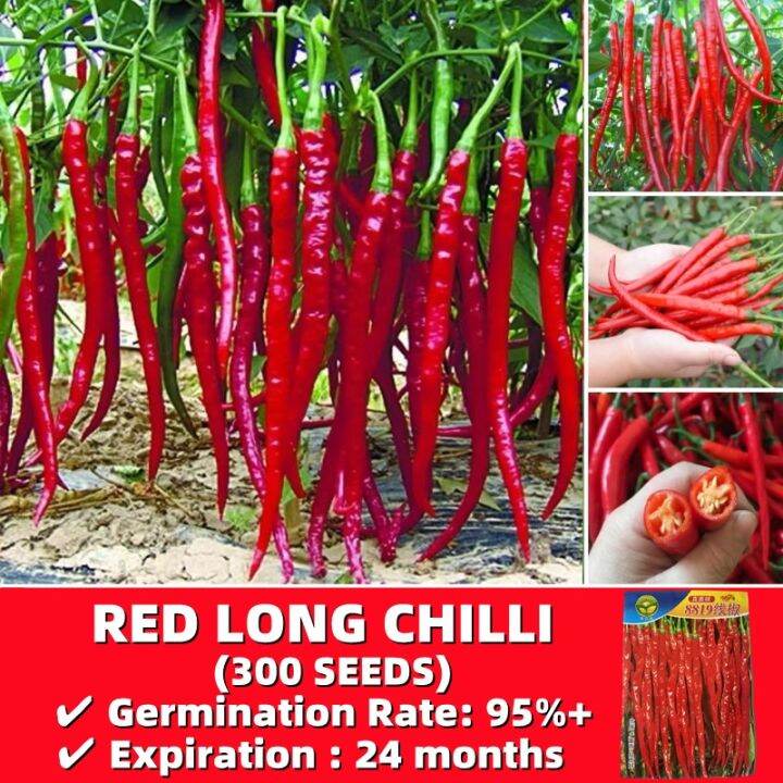 Organic Seeds Easy To Grow In Philippines - 300 Seeds High Yield Long ...