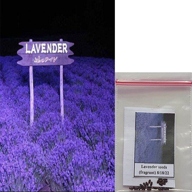 Lavender (fragrant) Seeds / pack | Lazada PH