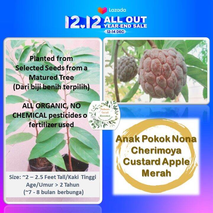 Anak Pokok Nona Cherimoya @ Custard Apple Plant | Lazada